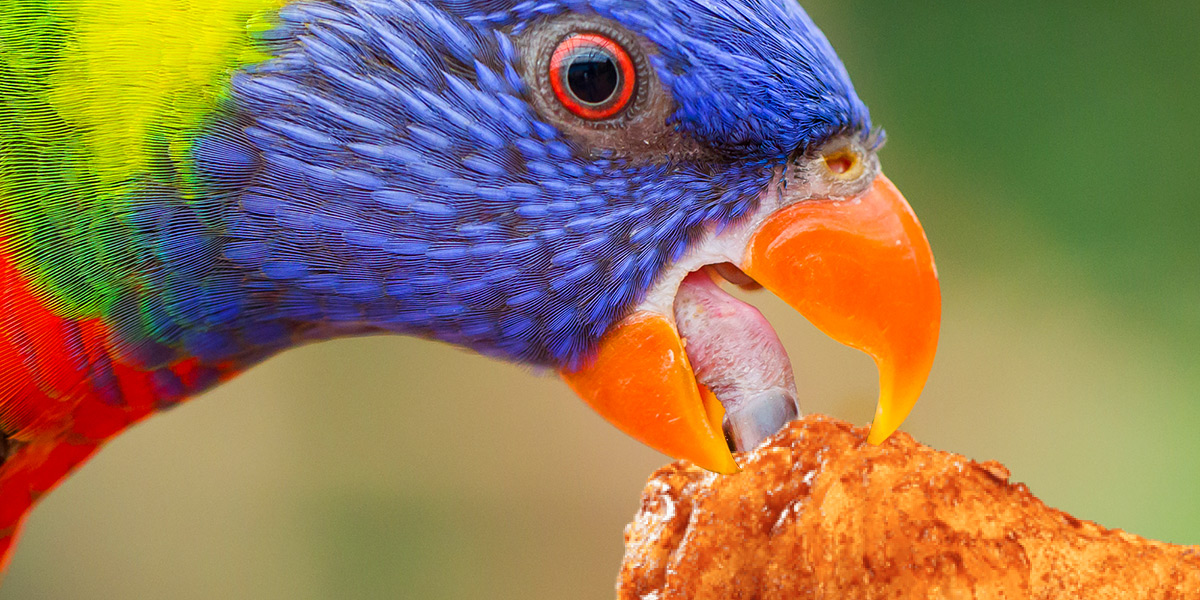 Can I feed my parrot chicken? - Can I Feed It?