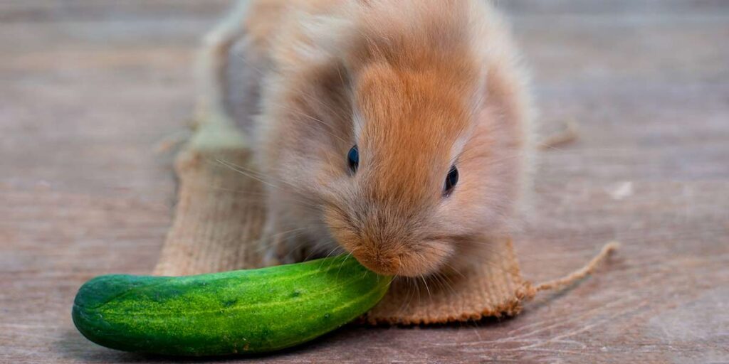 Rabbit Archives - What Can Or Can't You Feed A Rabbit!
