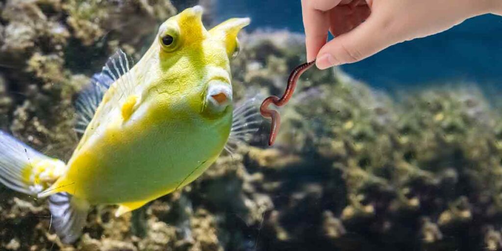 Can I Feed My Fish Peas? The Right Way To Avoid Risks!