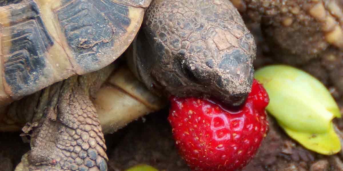 Can I Feed My Turtle Strawberries? Power Food or Risky Food?
