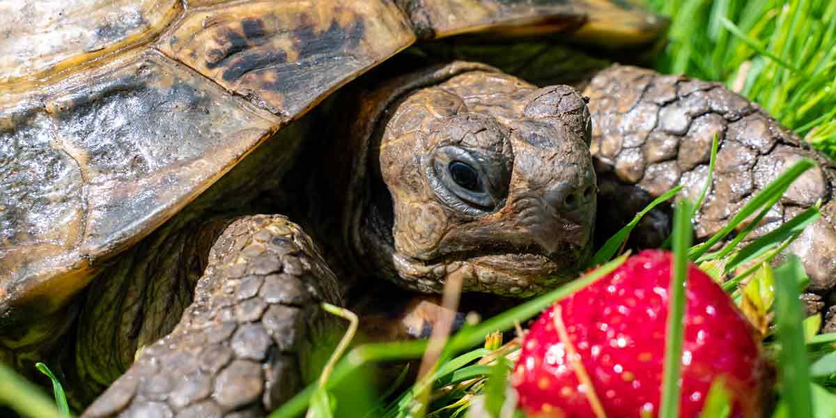 Can I Feed My Turtle Strawberries? Power Food or Risky Food?